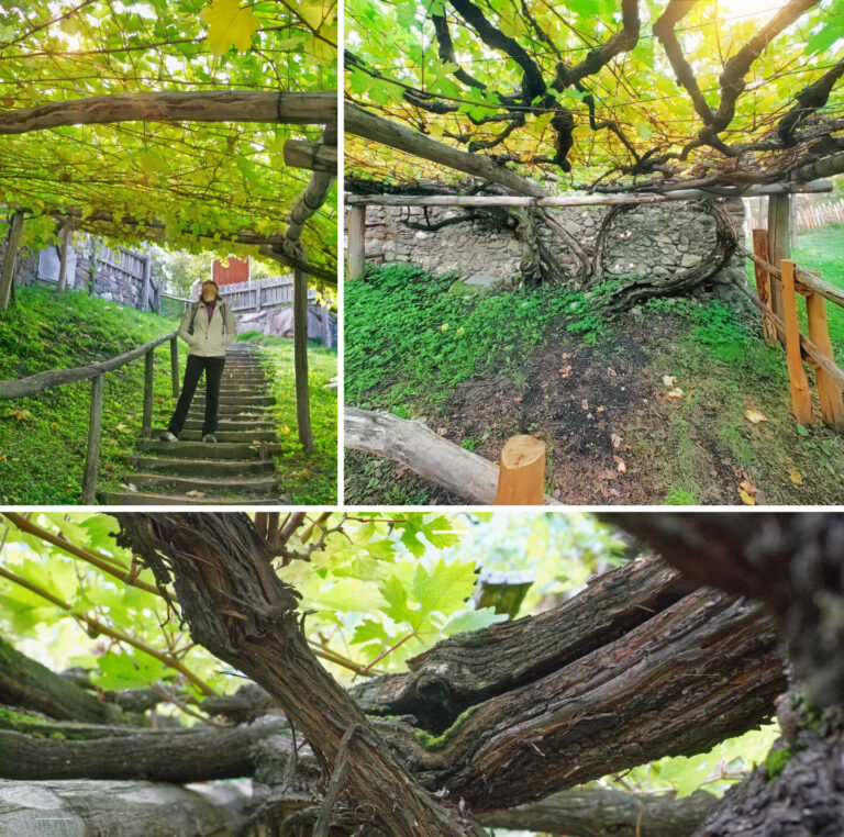 Castel Katzenzungen: Meet the Oldest Grapevine in the World
