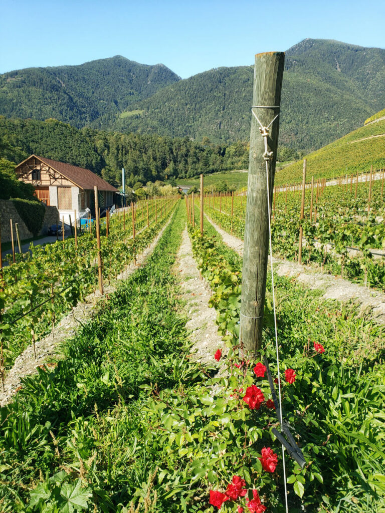 Visiting Abbazia di Novacella: A Heavenly Swirl with Historic South Tyrol